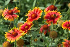 Top Native Plants for Southern Alberta Landscapes | Lethbridge ...